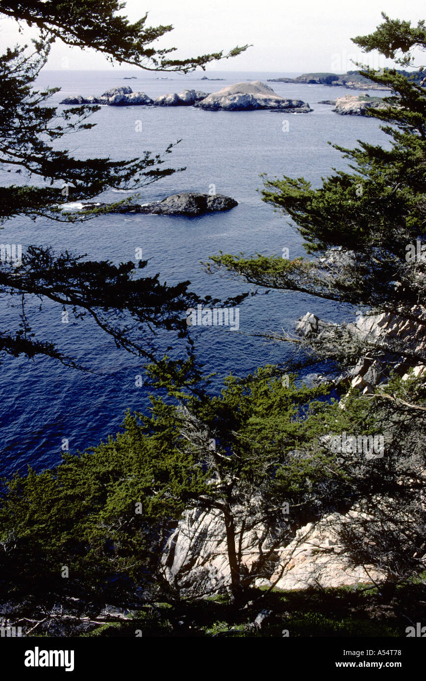 Carmel trees hi-res stock photography and images - Alamy