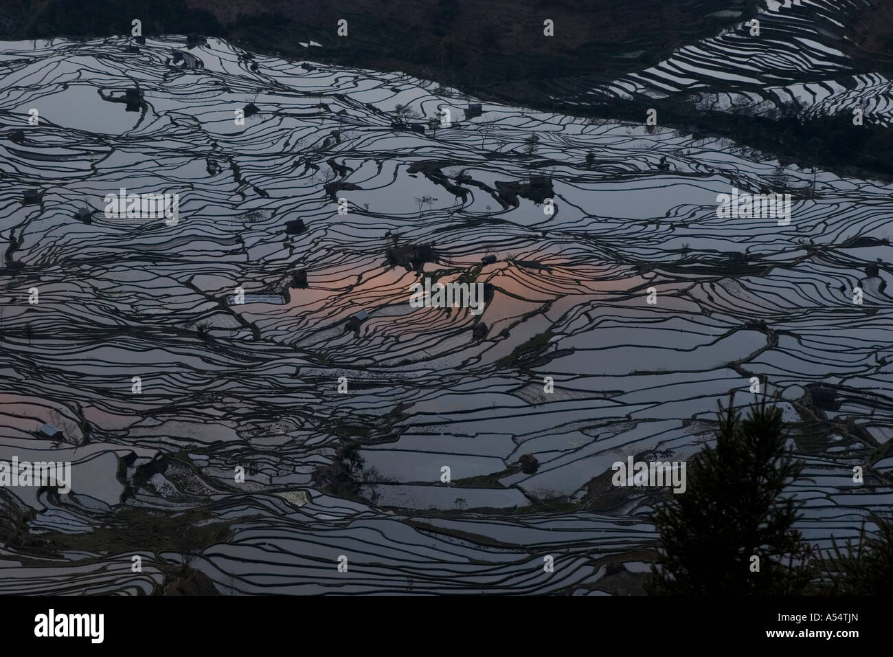 Veiw of rice terraces at sunset Yuanyang China Stock Photo - Alamy