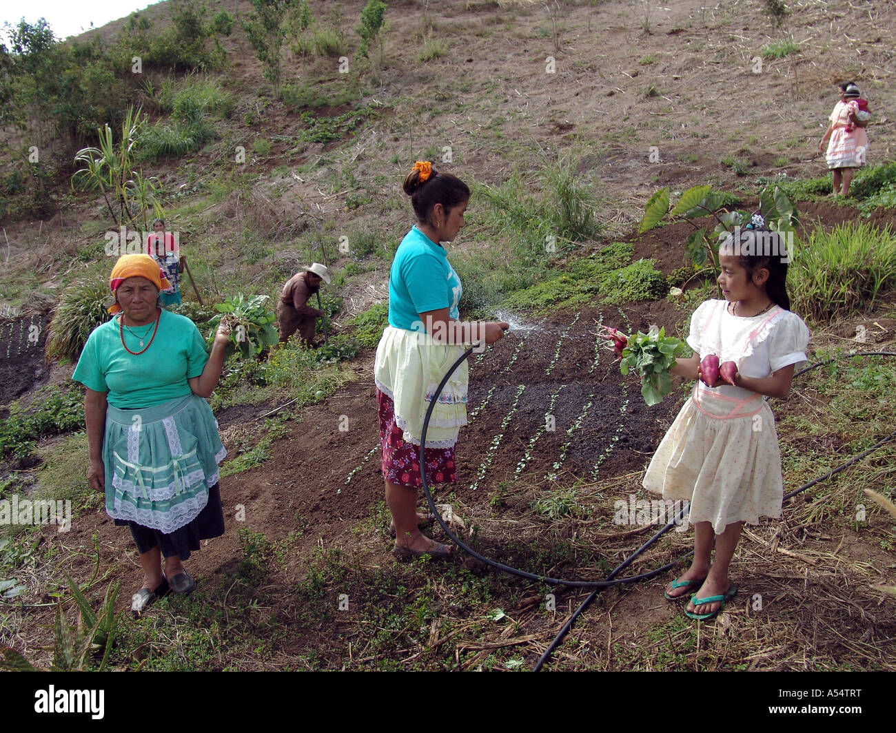 Communal plot hi-res stock photography and images - Alamy