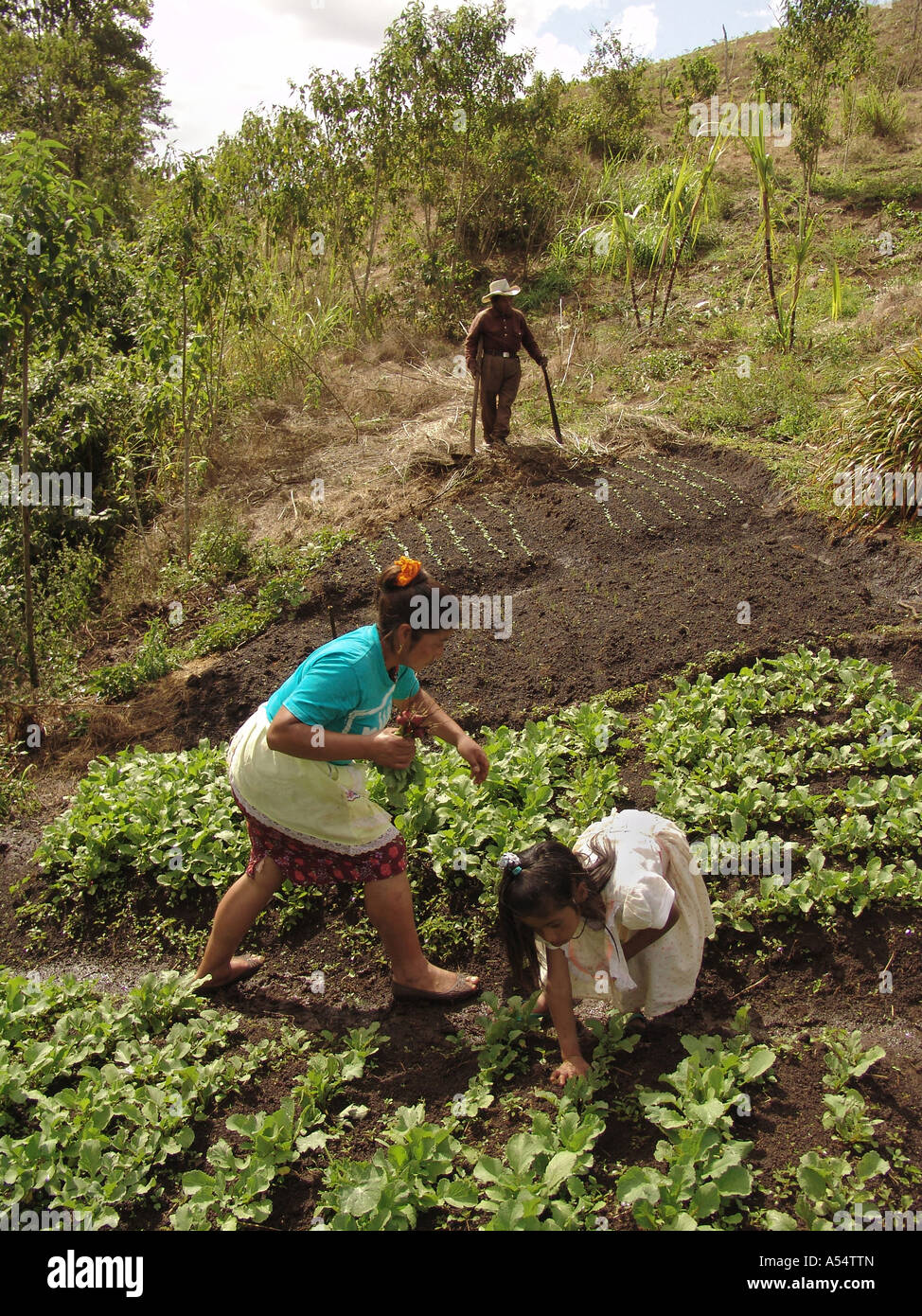 Painet ip1975 honduras group villagers working communally vegetable ...