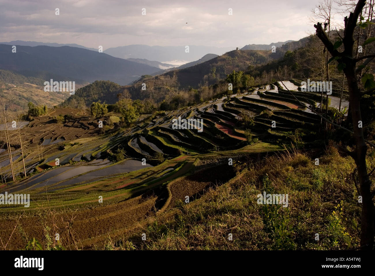 View of rice terraces Yuanyang China Stock Photo - Alamy