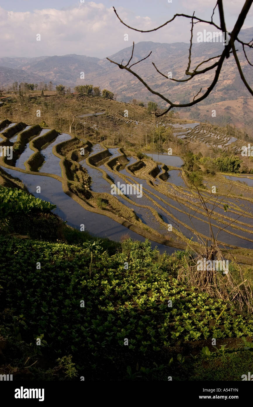 View of rice terraces Yuanyang China Stock Photo - Alamy