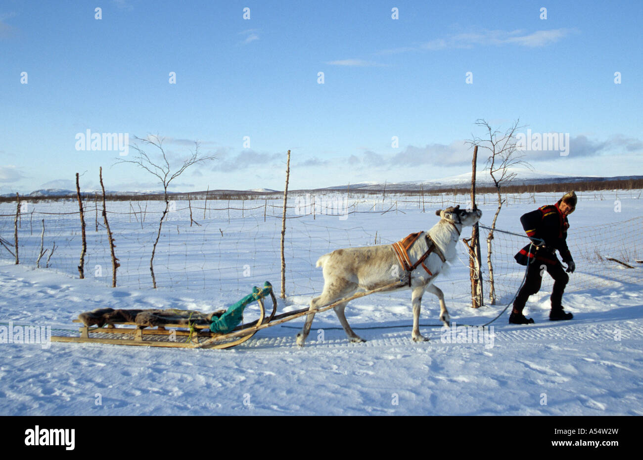 Nils Ante Kuhumen Sami Lapp reindeer herder on his traditional sled ...
