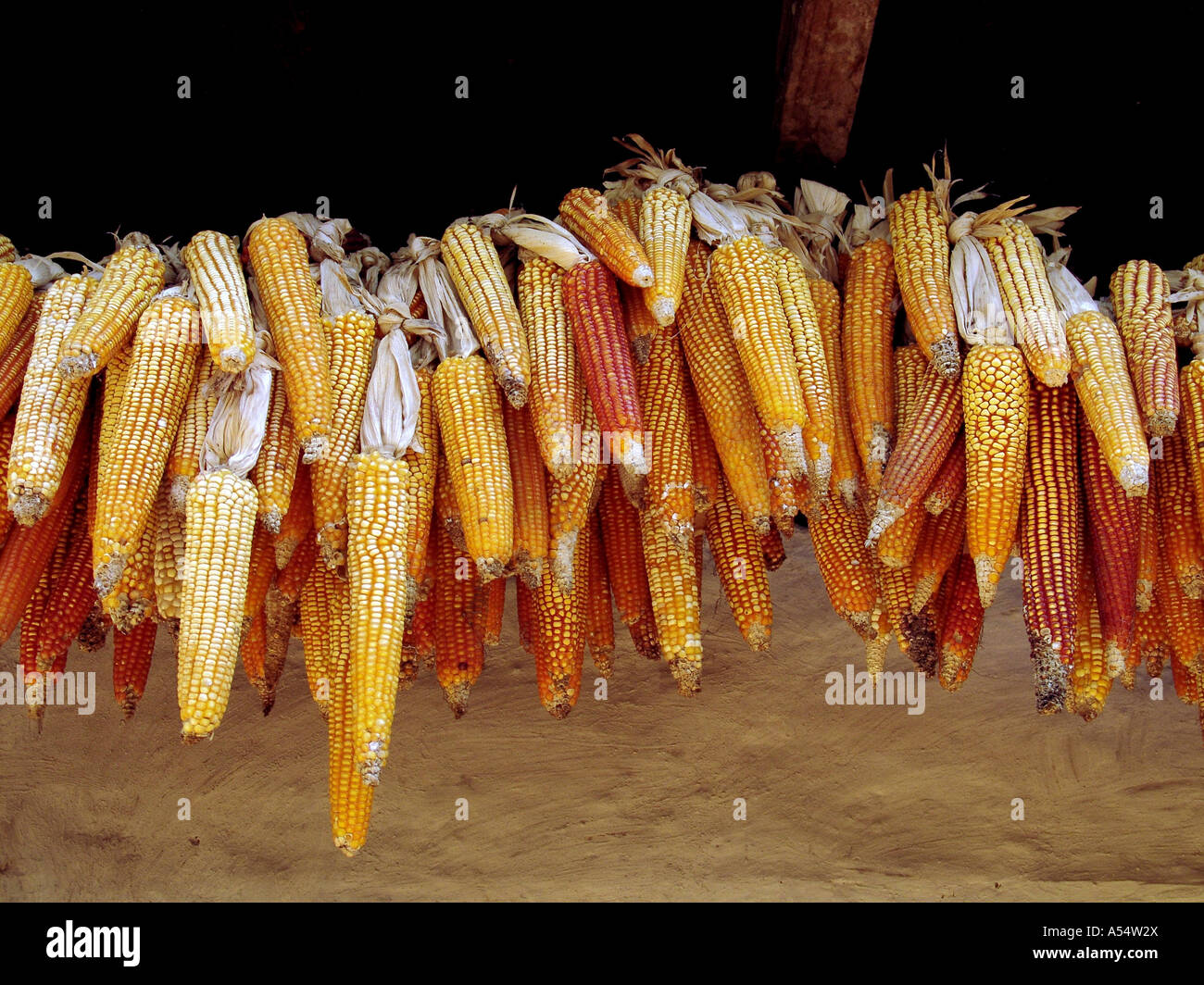Grain maize threshing hi-res stock photography and images - Alamy
