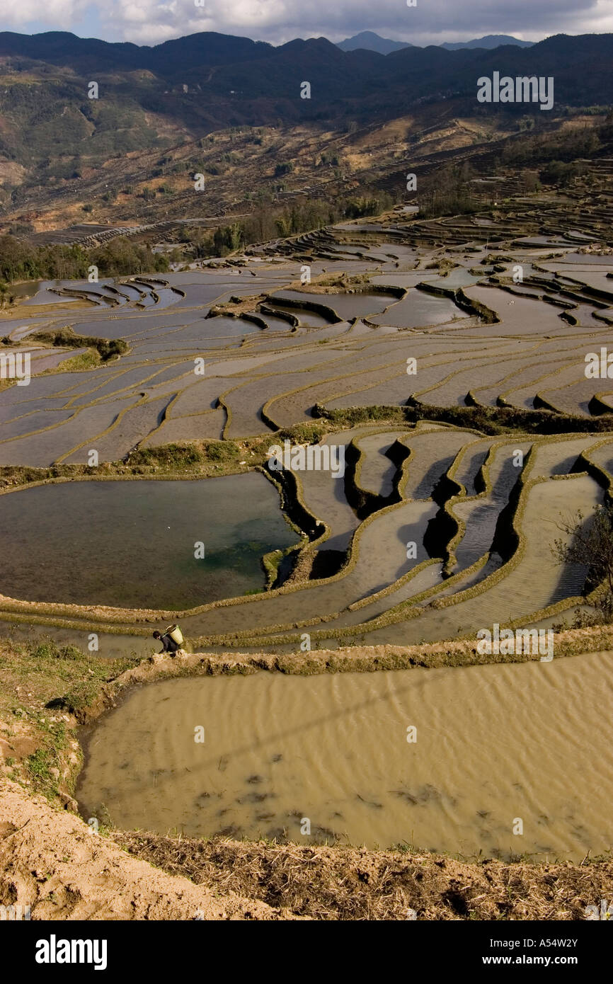 View of rice terraces Yuanyang China Stock Photo - Alamy