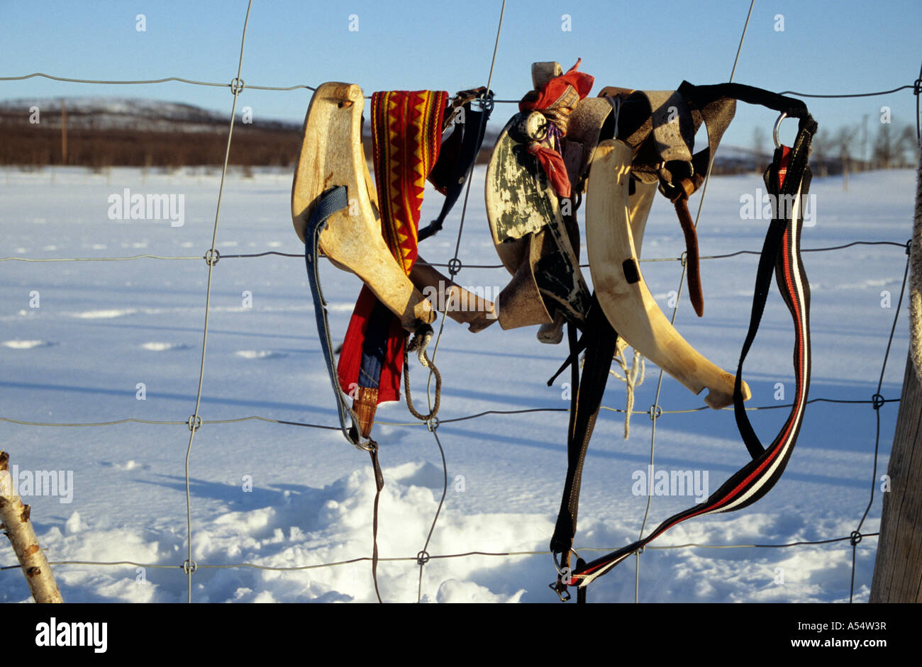 Reindeer sweden harness hi-res stock photography and images - Alamy
