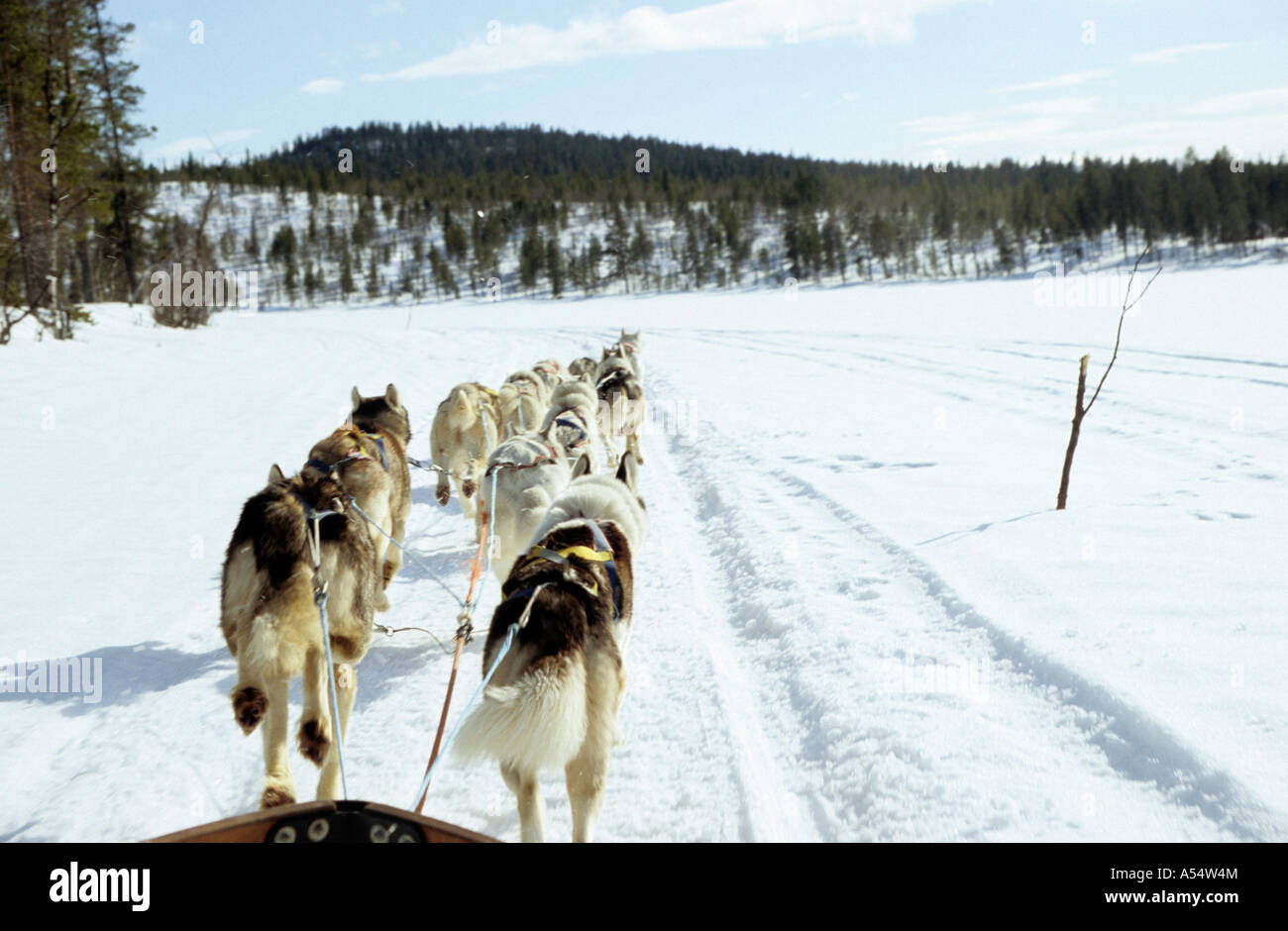 Huskies working together in harness pulling a sled across the frozen ...