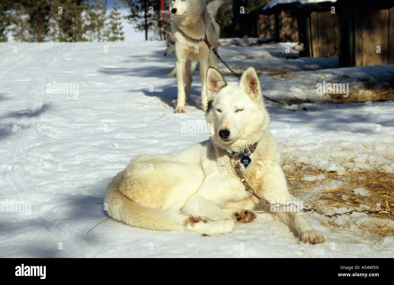 Huskies in the arctic circle of Swedish Lapland Sweden Stock Photo - Alamy