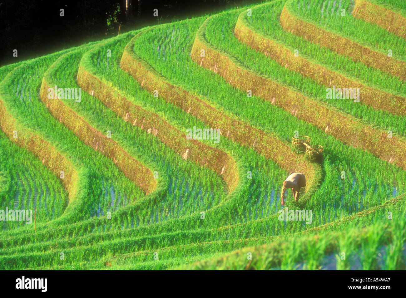 Rice terraces on the island of Bali in Indonesia Southeast Asia Stock ...