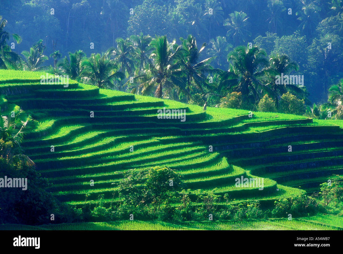 Rice terraces on the island of Bali in Indonesia Southeast Asia Stock ...