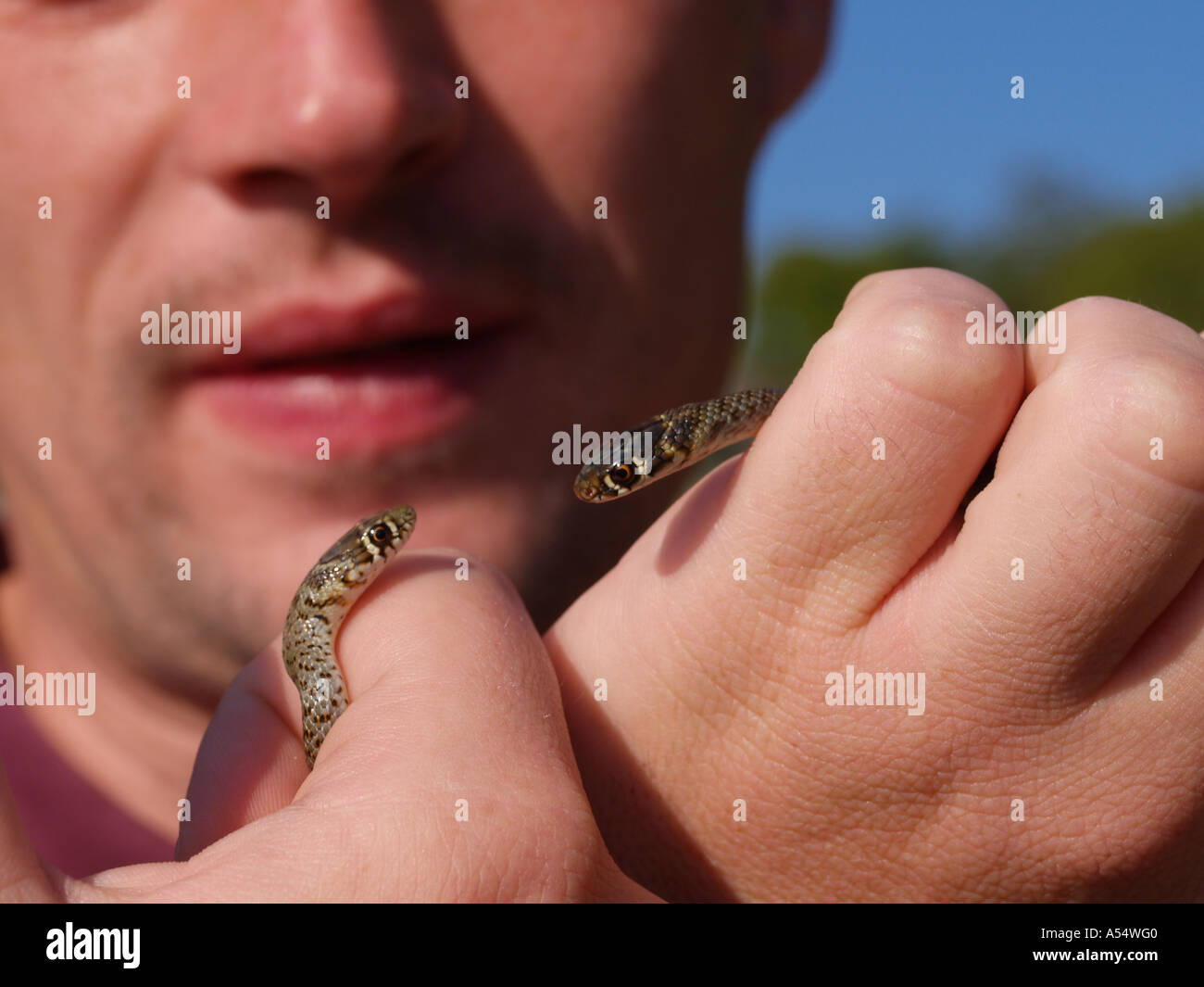 Man With Snakes High Resolution Stock Photography and Images - Alamy