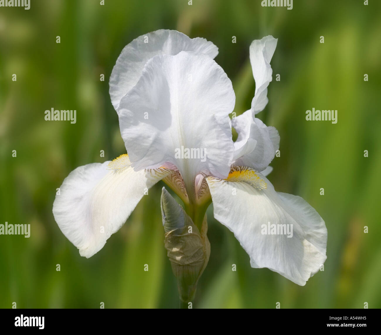 A natural shot of a beautiful single bearded iris flower Stock Photo ...