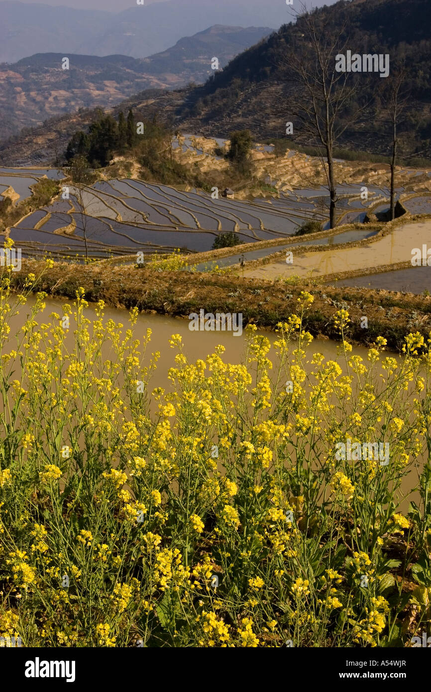 Water filled rice fields hi-res stock photography and images - Alamy