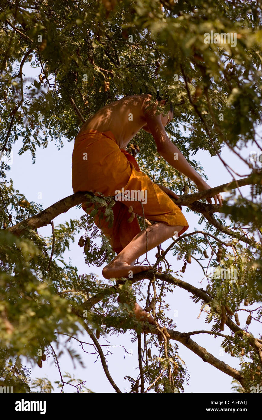 Monk in a tree Menglong China Stock Photo - Alamy