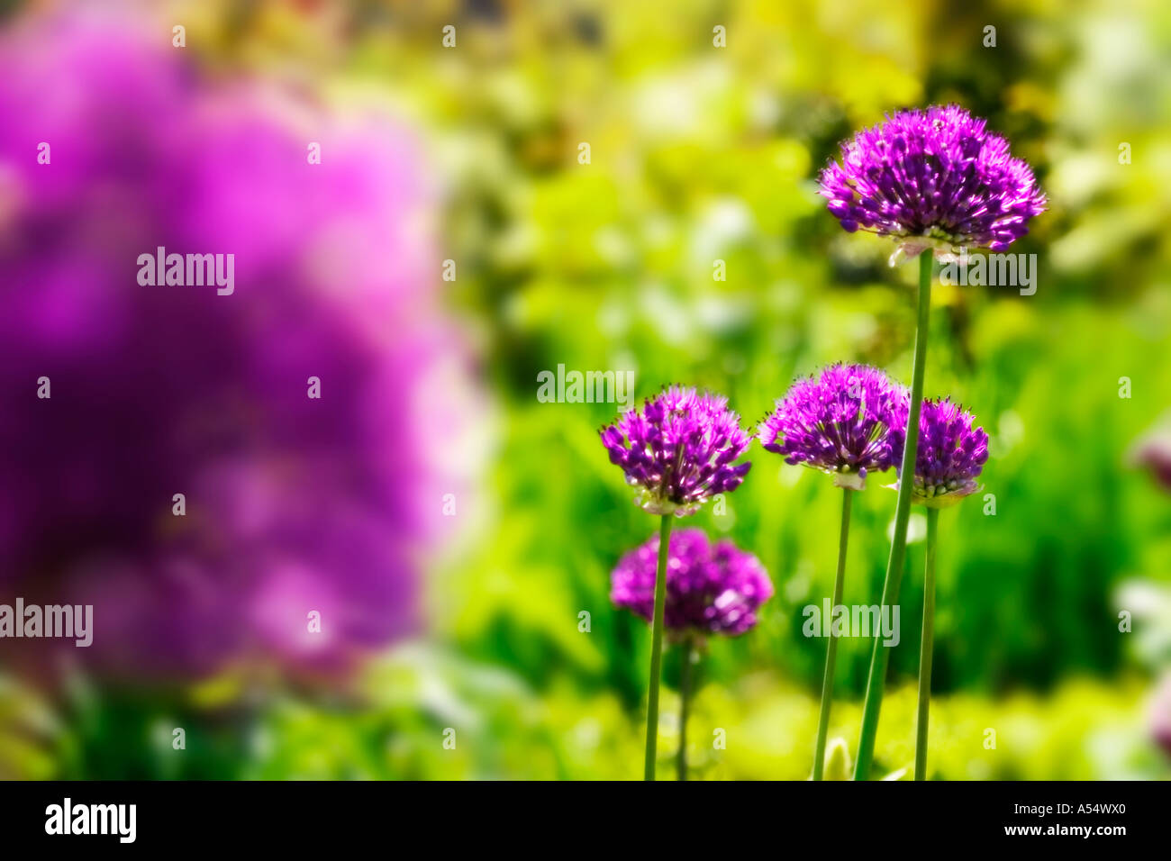 Allium aflatunence hi-res stock photography and images - Alamy