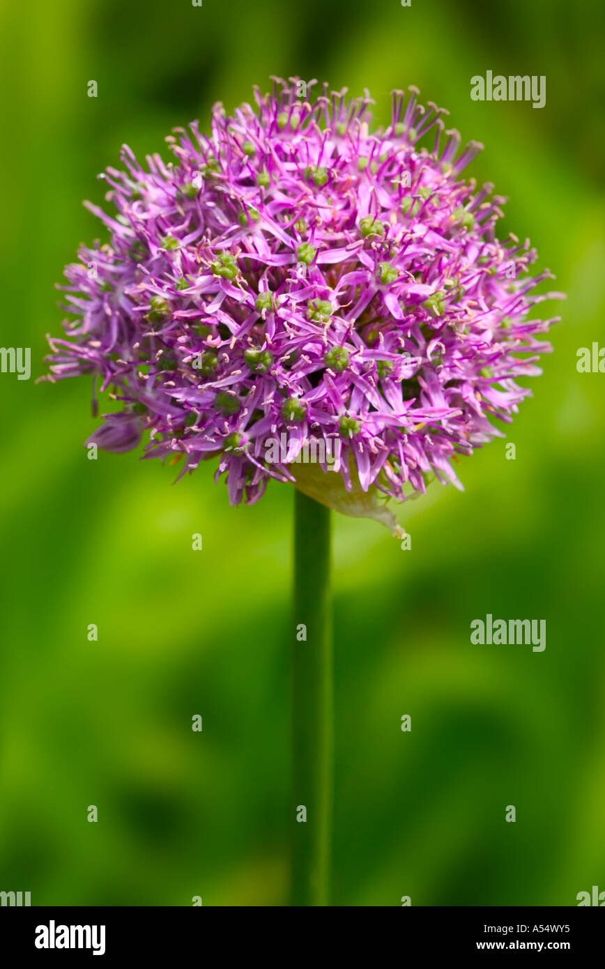 Allium aflatunence hi-res stock photography and images - Alamy