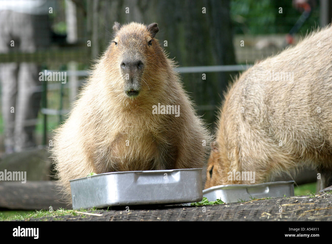 Capybara and food bowl Stock Photo - Alamy