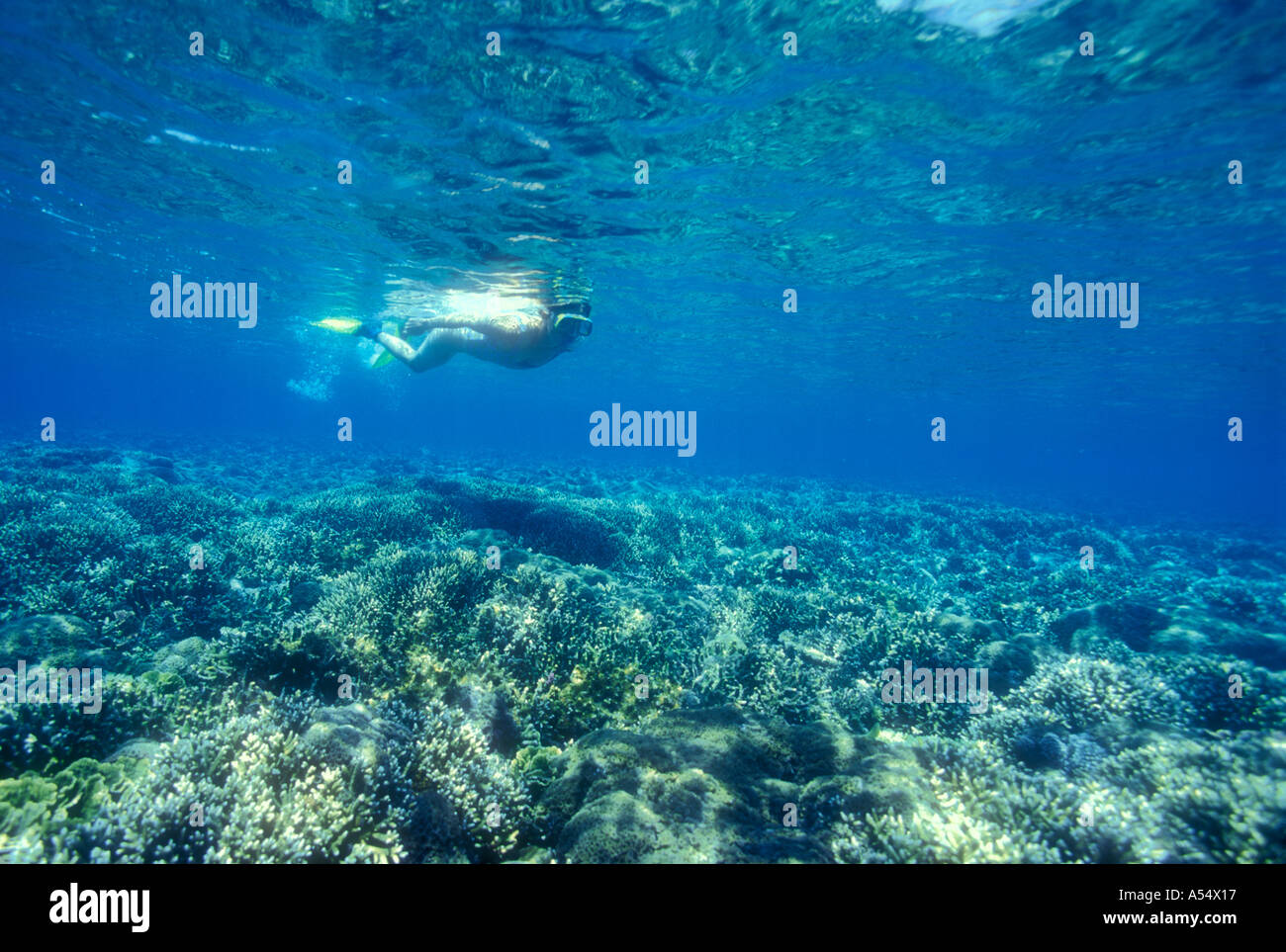 Underwater view of woman snorkeling near Lombok Island Indonesia Model ...