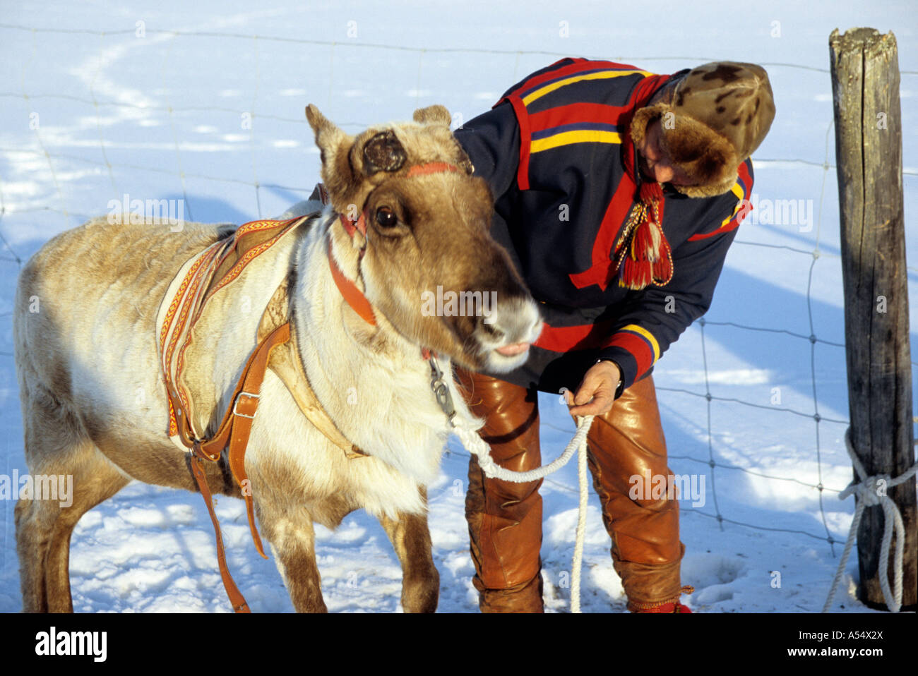 Nils Ante Kuhumen Sami Lapp reindeer herder on his traditional sled ...