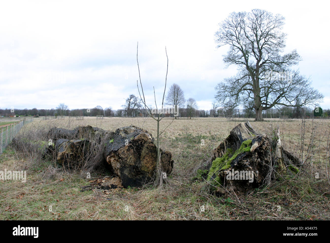 A sapling grows in the place of a rotting tree trunk and stump large ...
