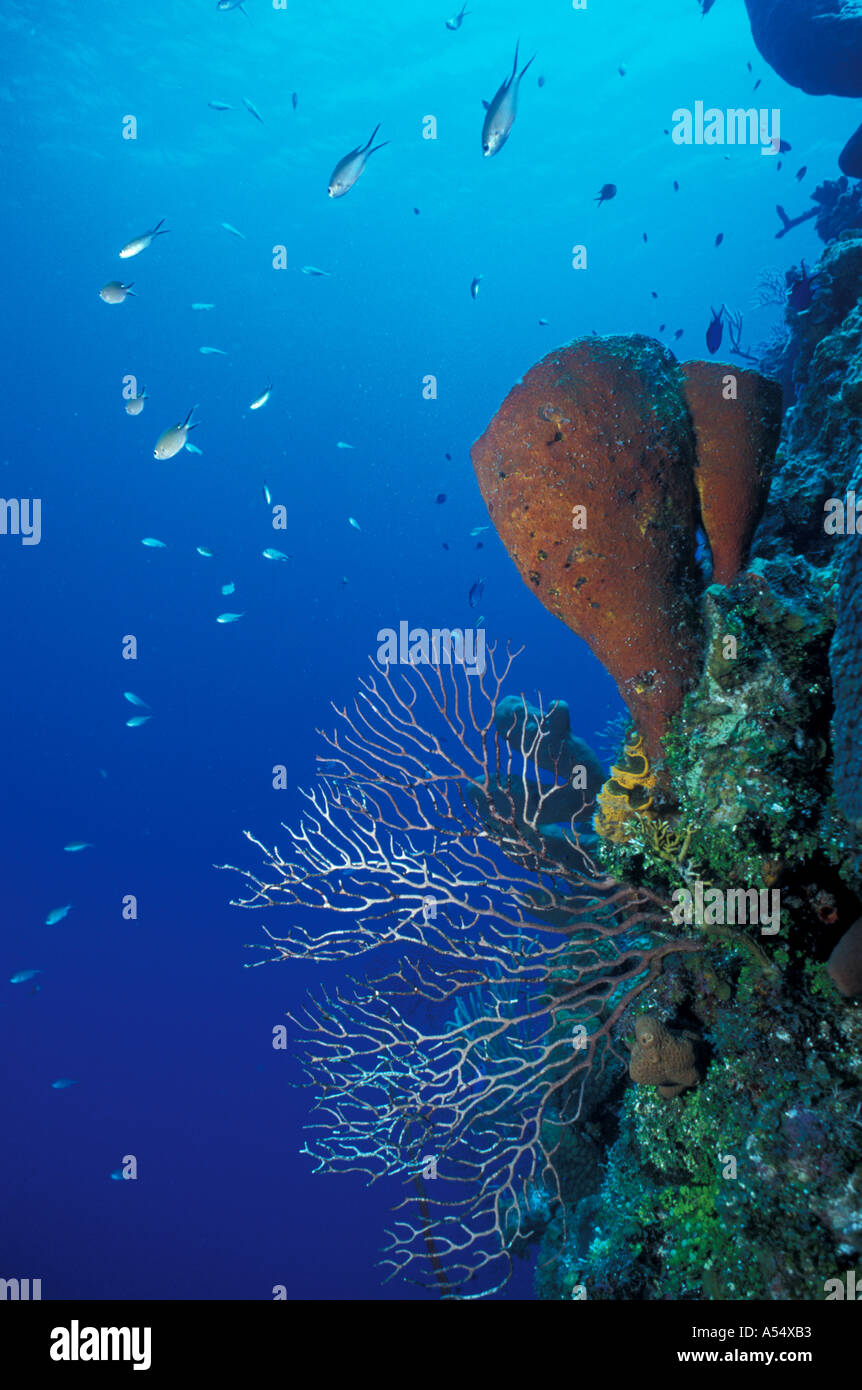 West bay coral reef cayman islands hi-res stock photography and images ...