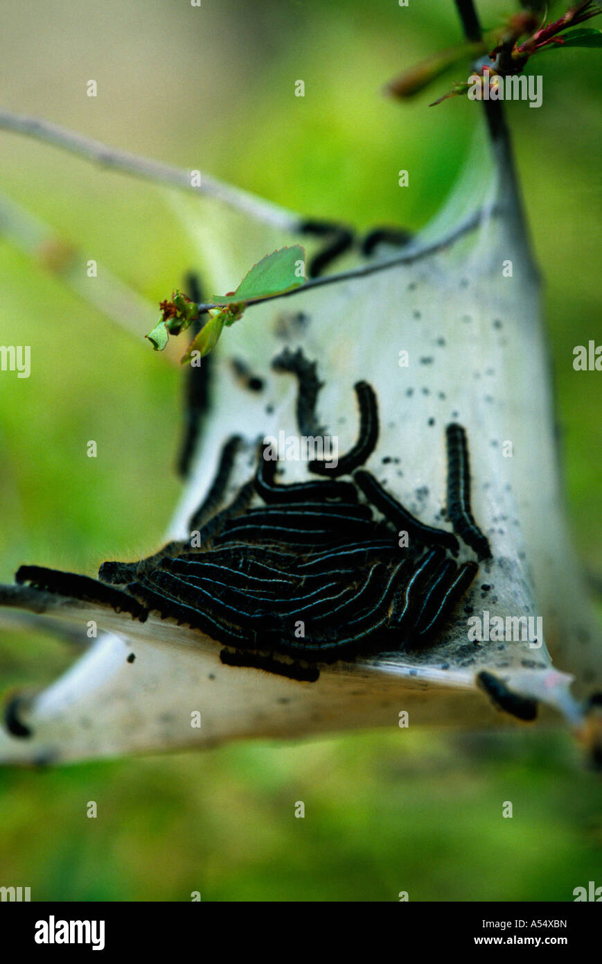 Inchworm nest in tree branch Edgartwon MA Stock Photo - Alamy