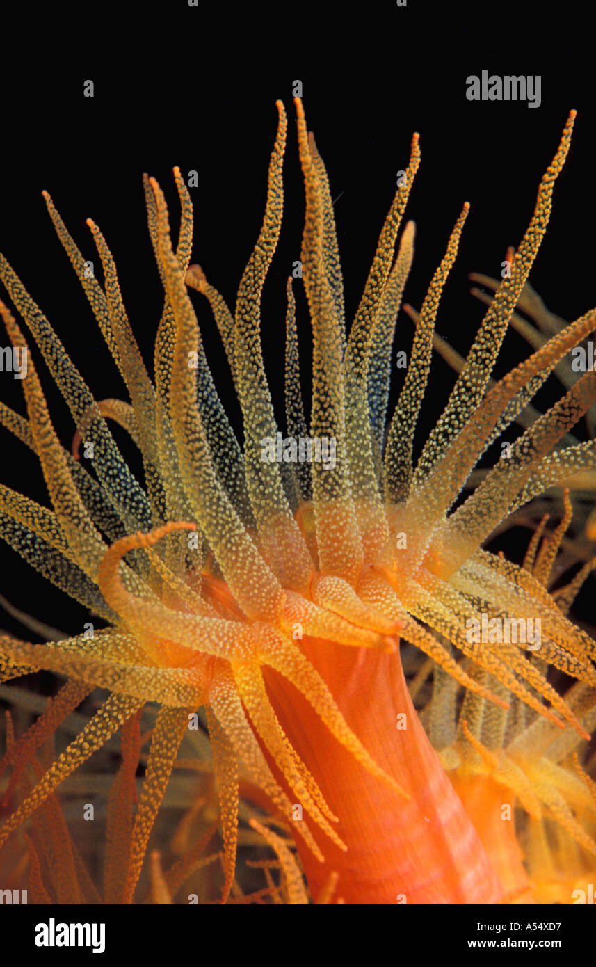 Polyp feeding hi-res stock photography and images - Alamy