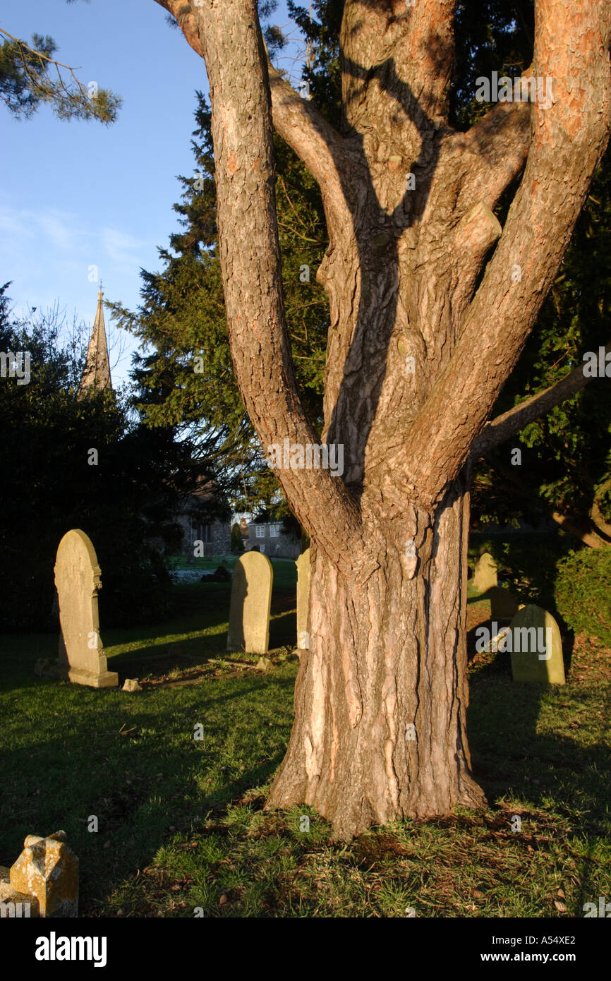 Ancient Yew tree in churchyard Stock Photo - Alamy