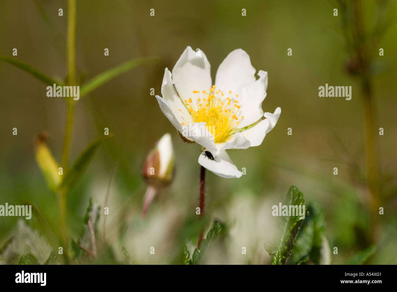 Mountain Avens Dryas octopetala Germany Stock Photo - Alamy