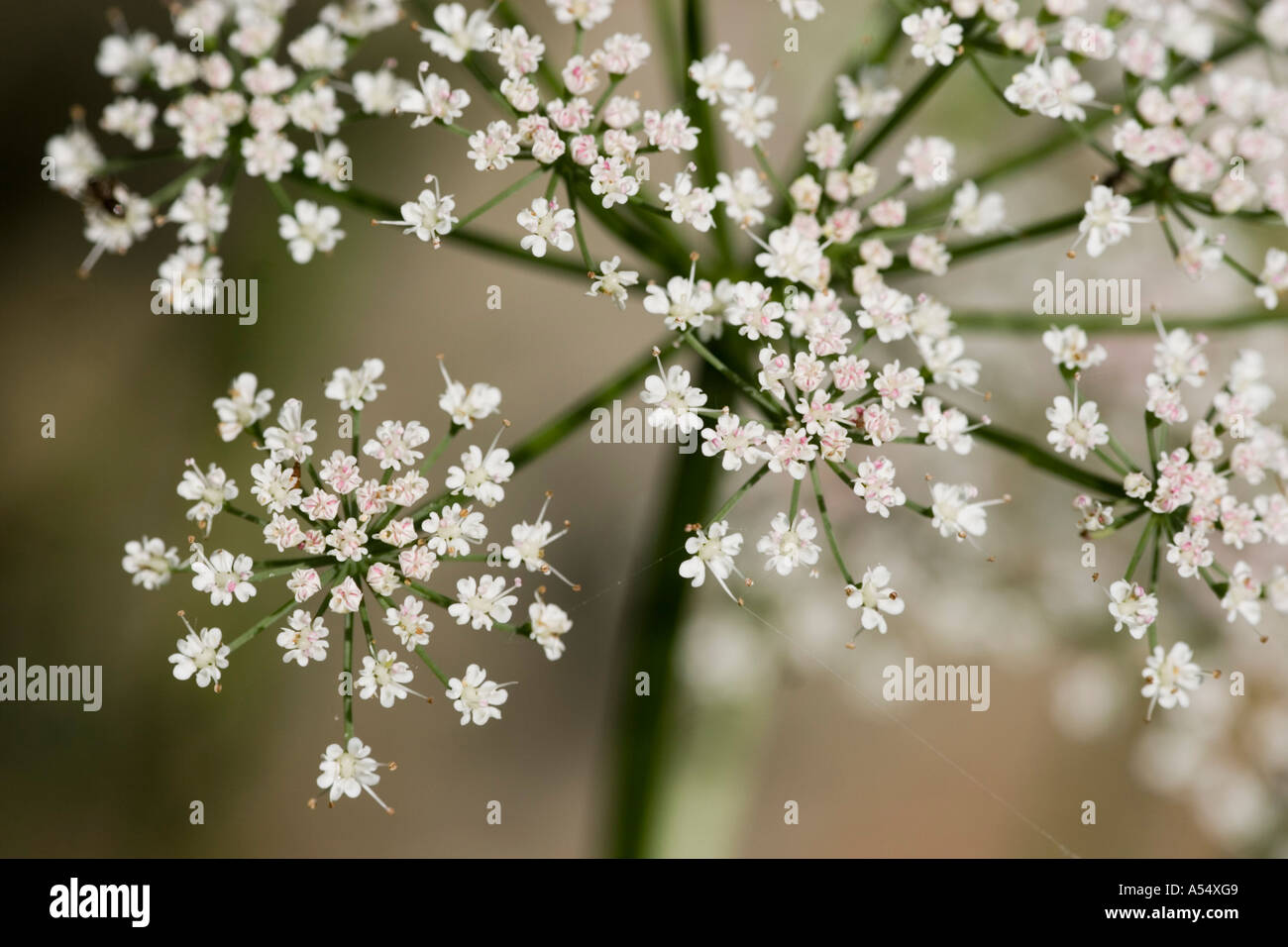 Ground Elder Aegopodium podagraria Germany Stock Photo - Alamy