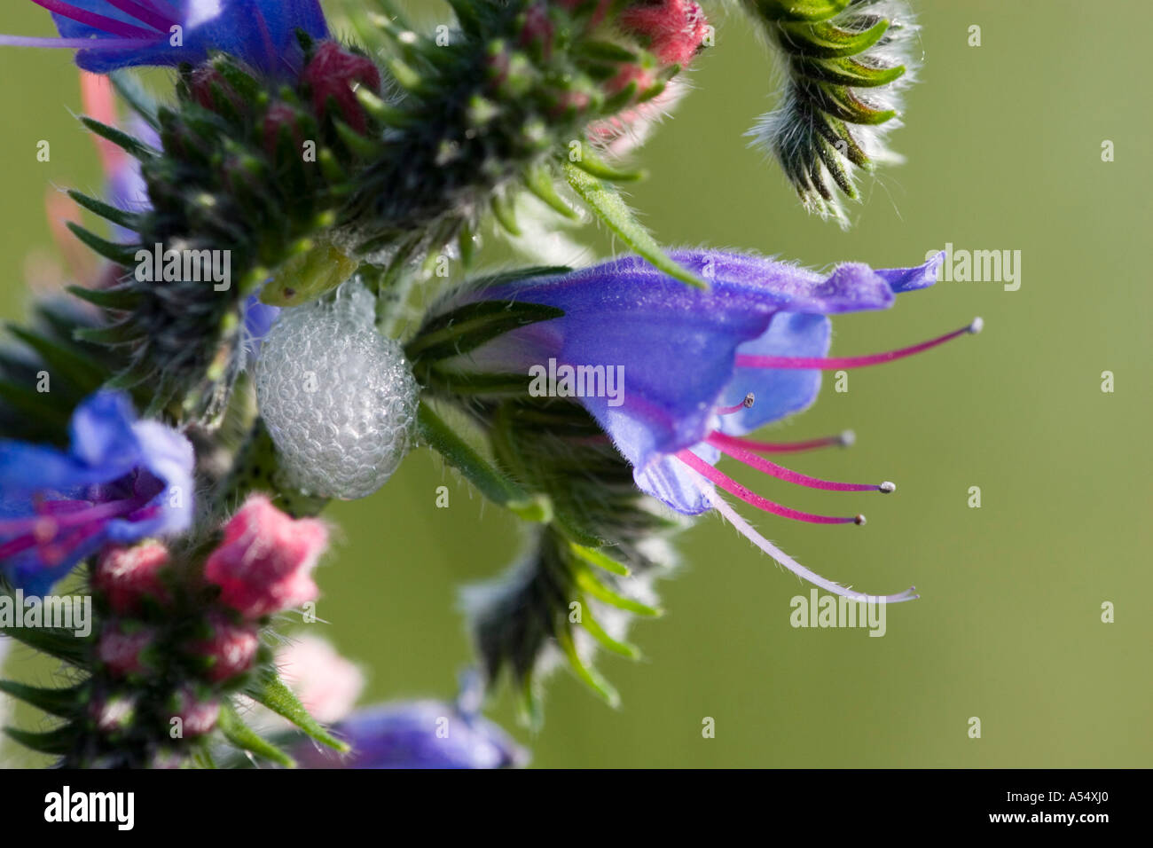 Vipers bugloss flower hi-res stock photography and images - Alamy