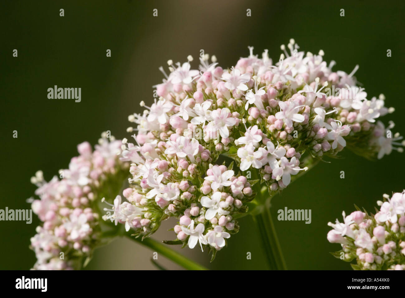 Valerian Valeriana officinalis medical plant Germany Stock Photo - Alamy