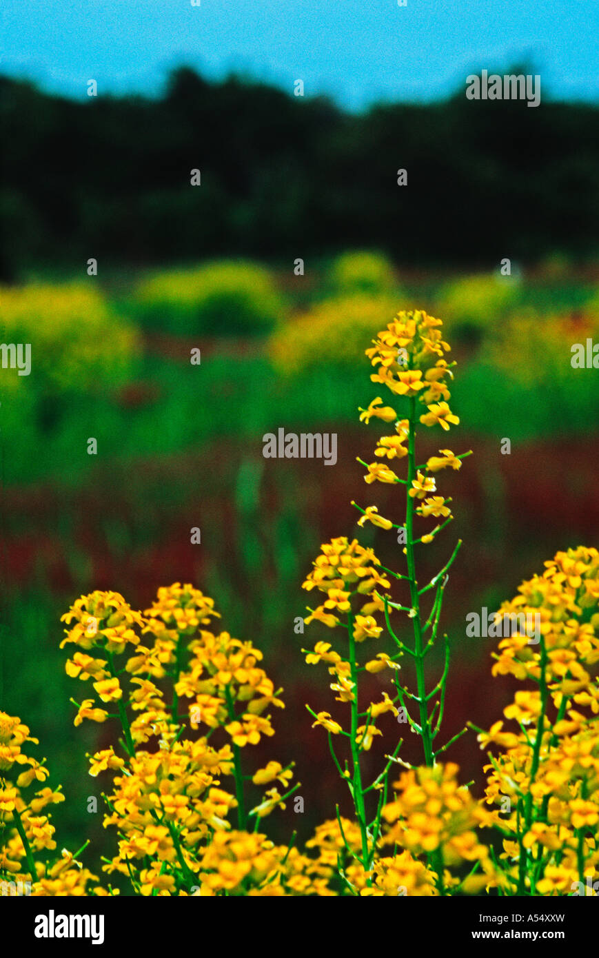 Wildflowers in bloom Edgartown MA Stock Photo - Alamy