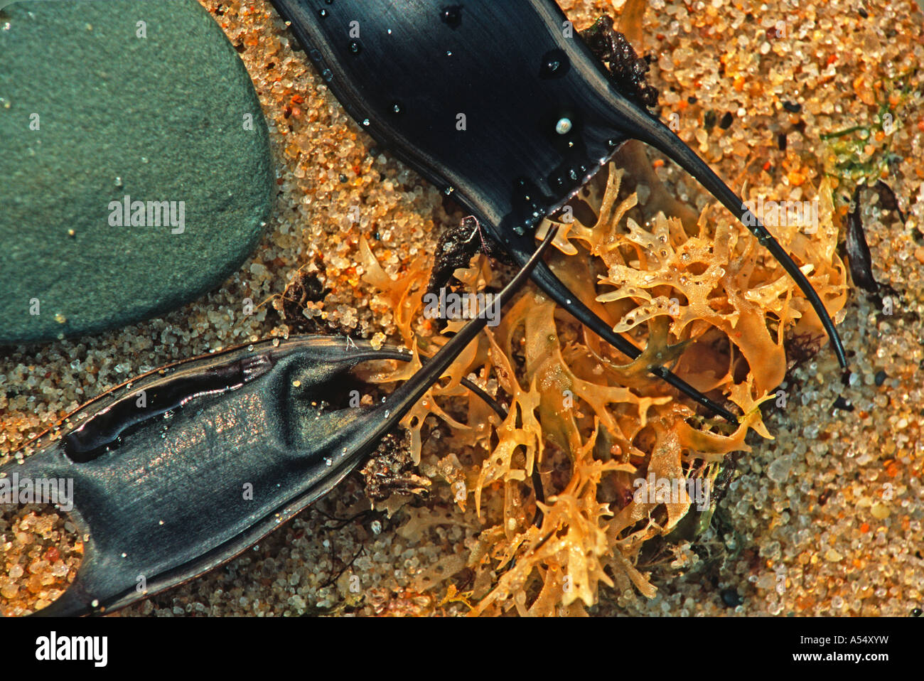 Mermaids purse hi-res stock photography and images - Alamy