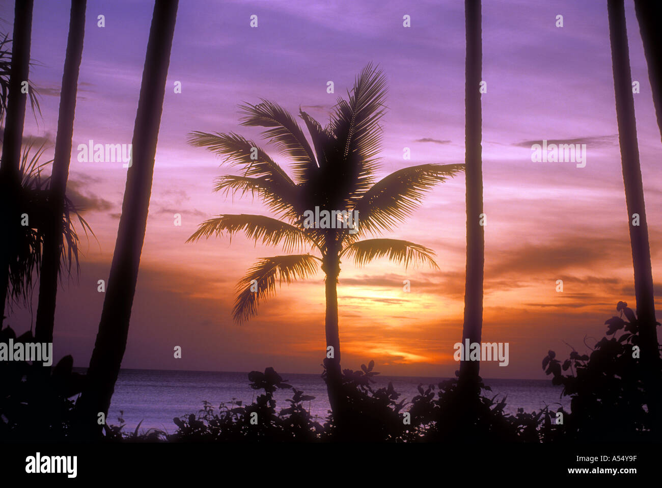Palm trees sunset tropical hi-res stock photography and images - Alamy