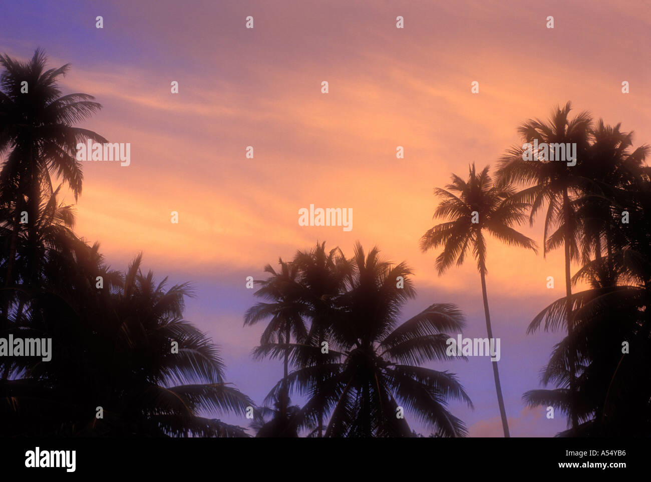 Palm trees sunset tropical hi-res stock photography and images - Alamy
