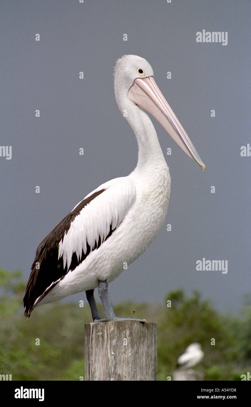 A PELICAN SITTING ON A POLE Stock Photo - Alamy