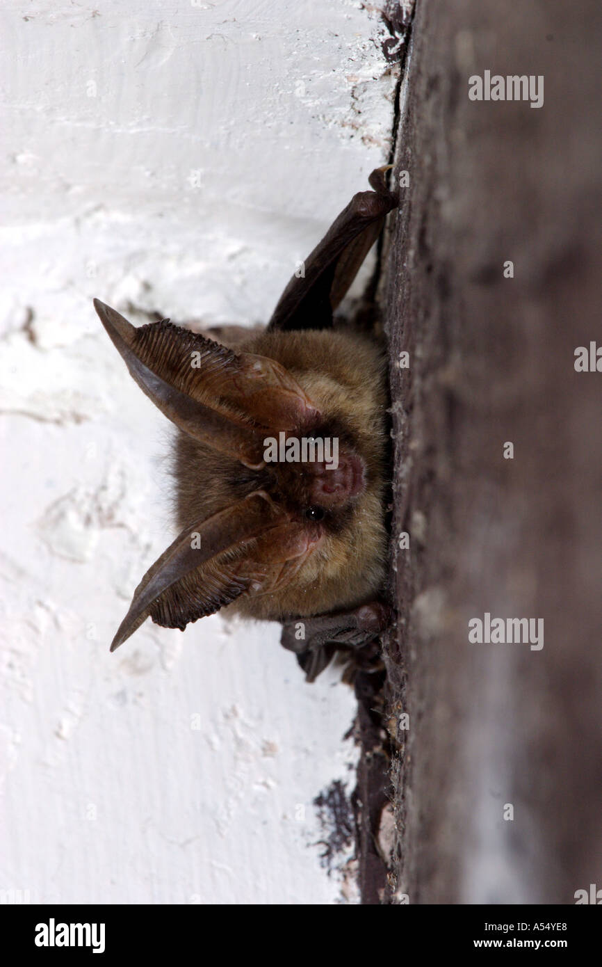 Bat roosting up in the rafters Stock Photo - Alamy