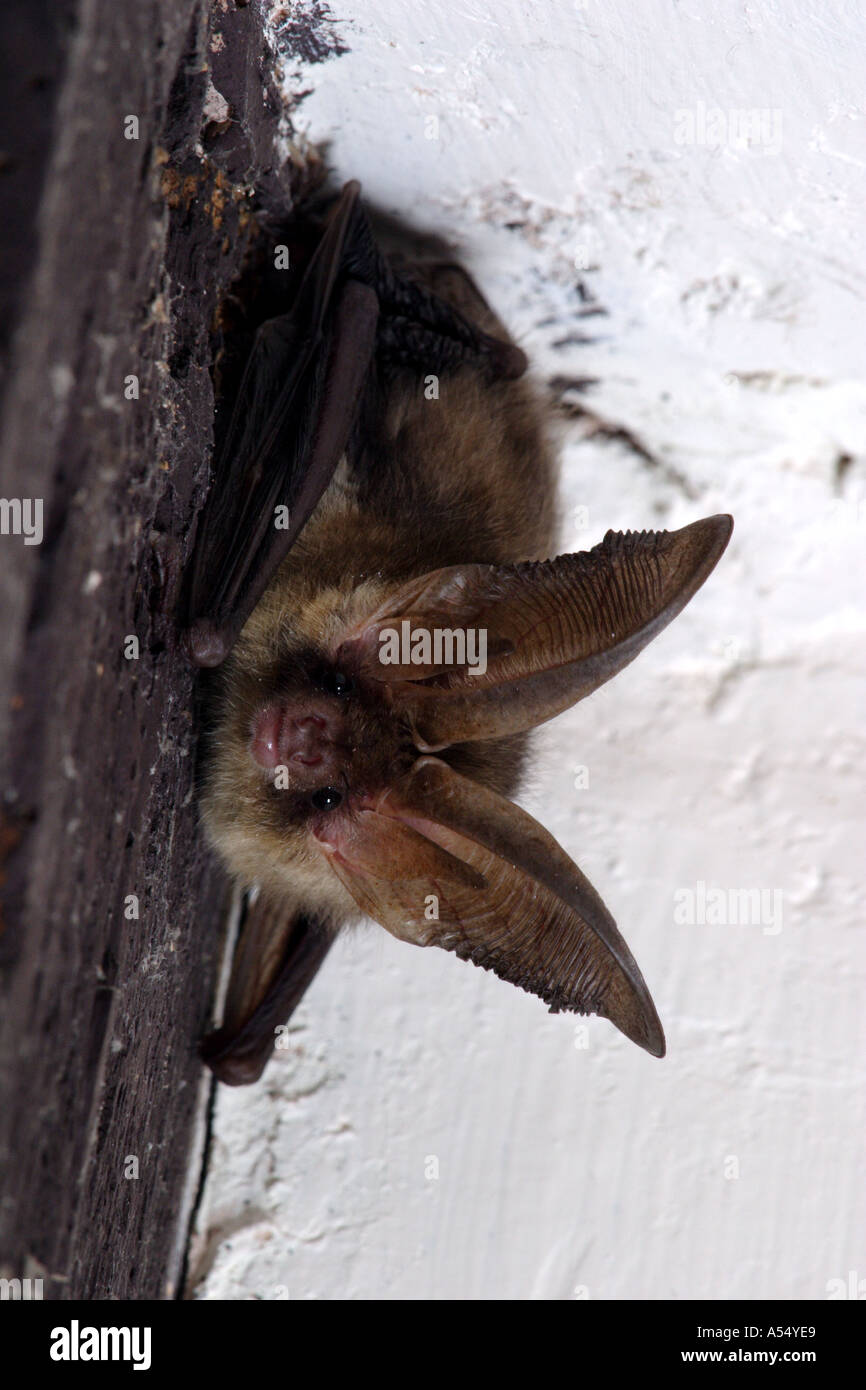 Bat roosting up in the rafters Stock Photo - Alamy