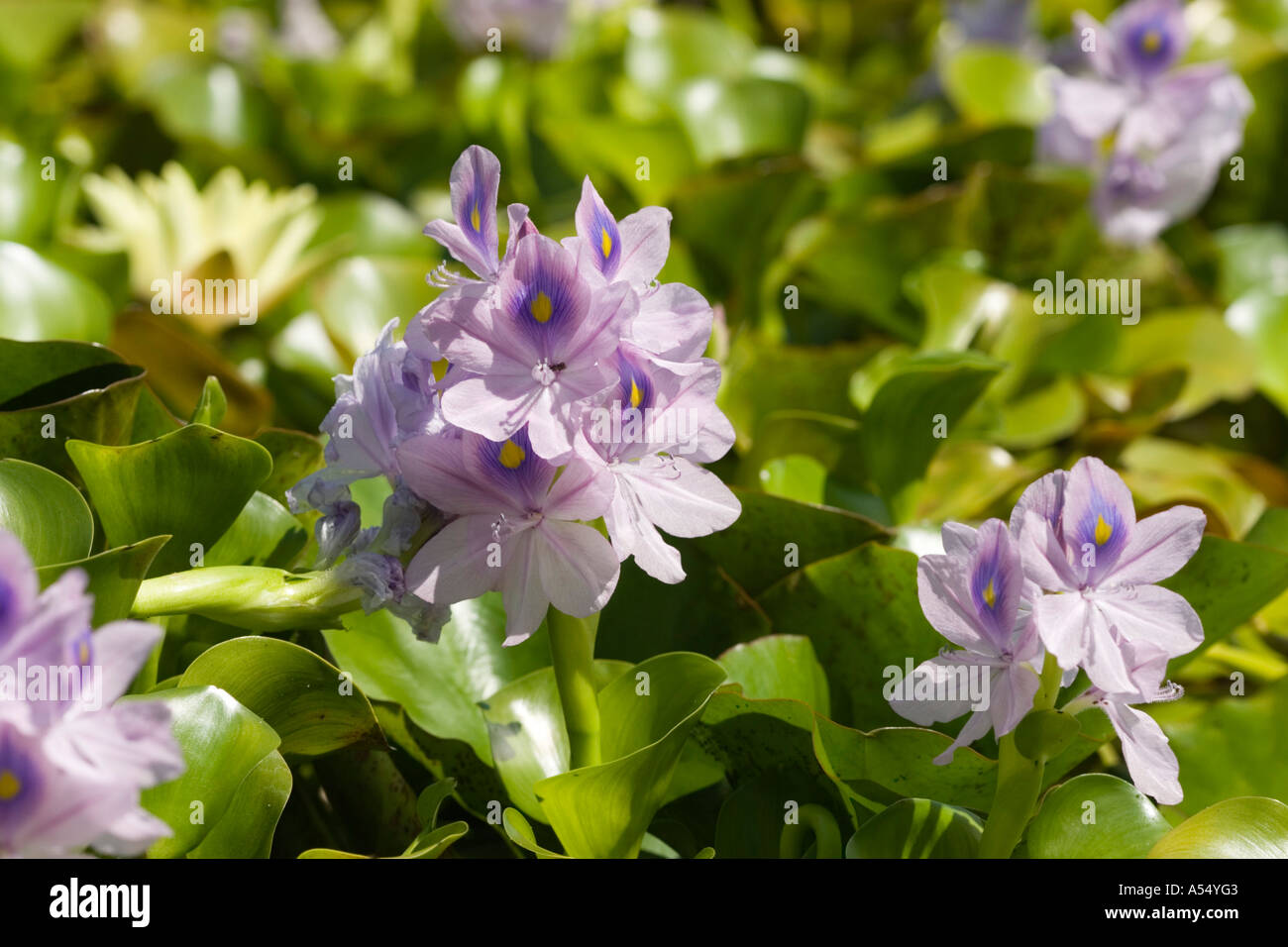 Water hyacinth Eichornia crassipes Stock Photo - Alamy