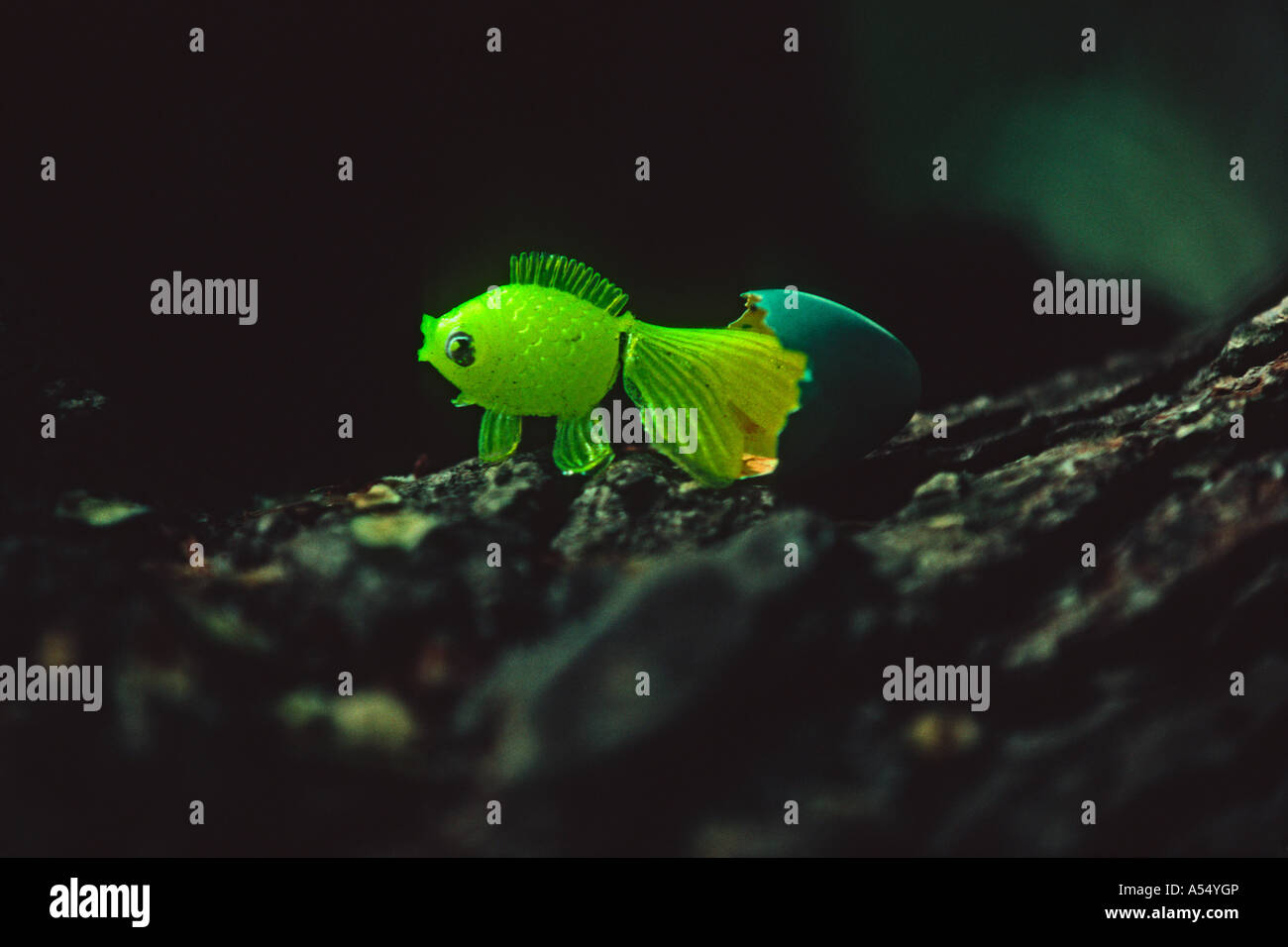 Egg hatching robin hi-res stock photography and images - Alamy