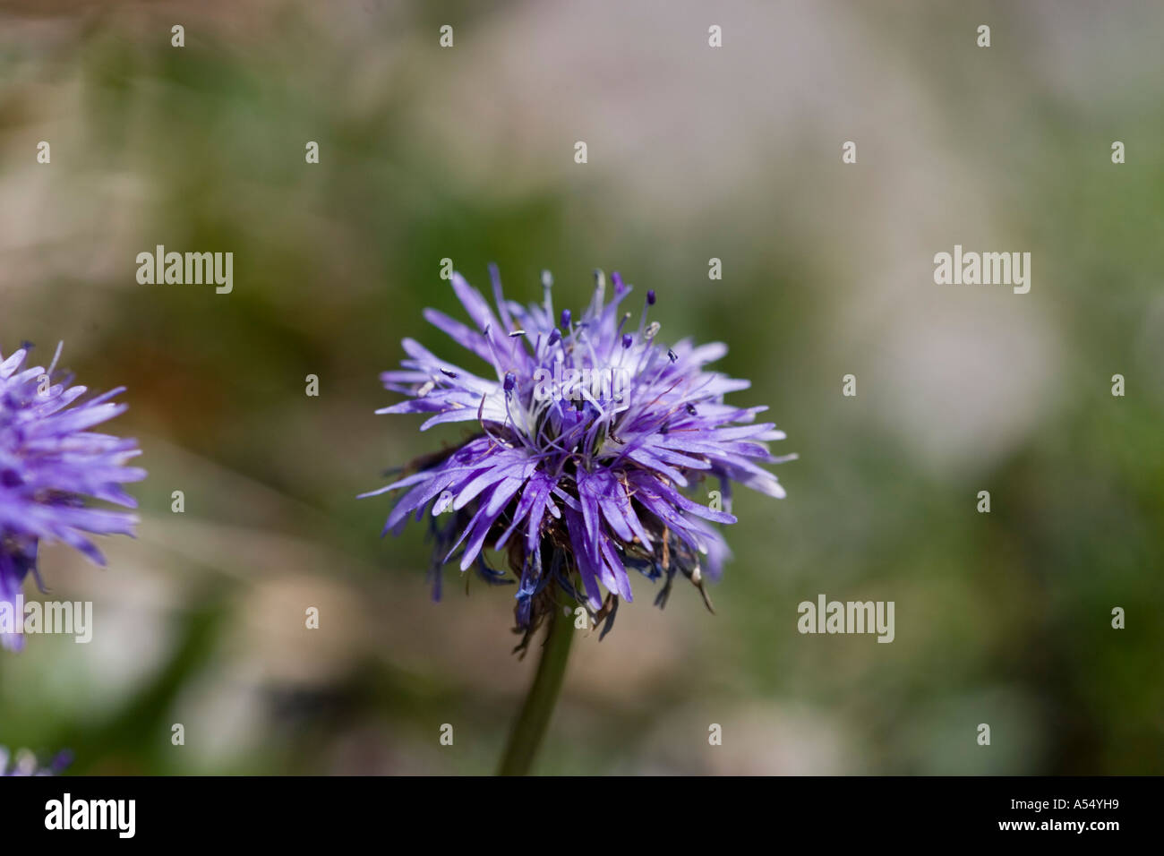 Globe Daisy Globularia sp Tyrol Austria Stock Photo - Alamy
