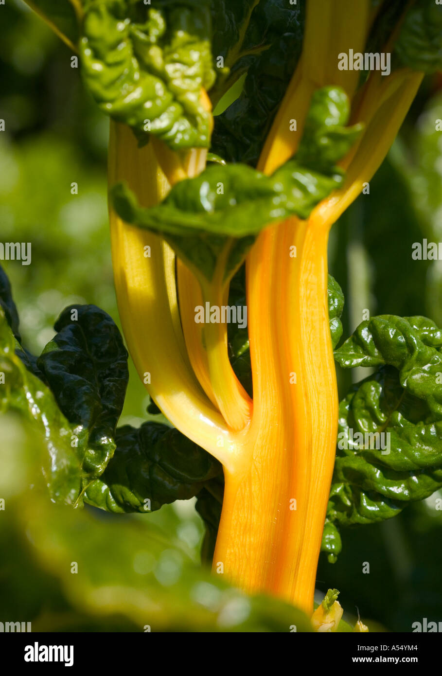 Swiss chard yellow chard bright lights hi-res stock photography and ...