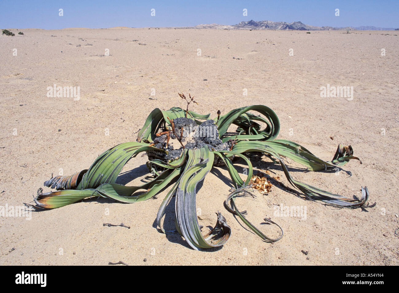 Welwitschie plant in Namibia Welwitschia Mirabilis Stock Photo - Alamy