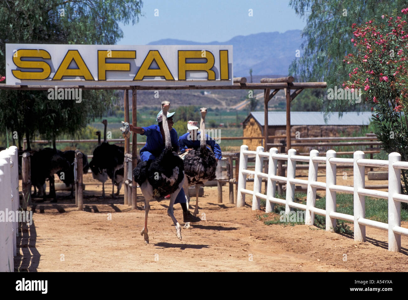 Ostrich race at ostrich farm in Oudtshoorn South Africa Stock Photo - Alamy