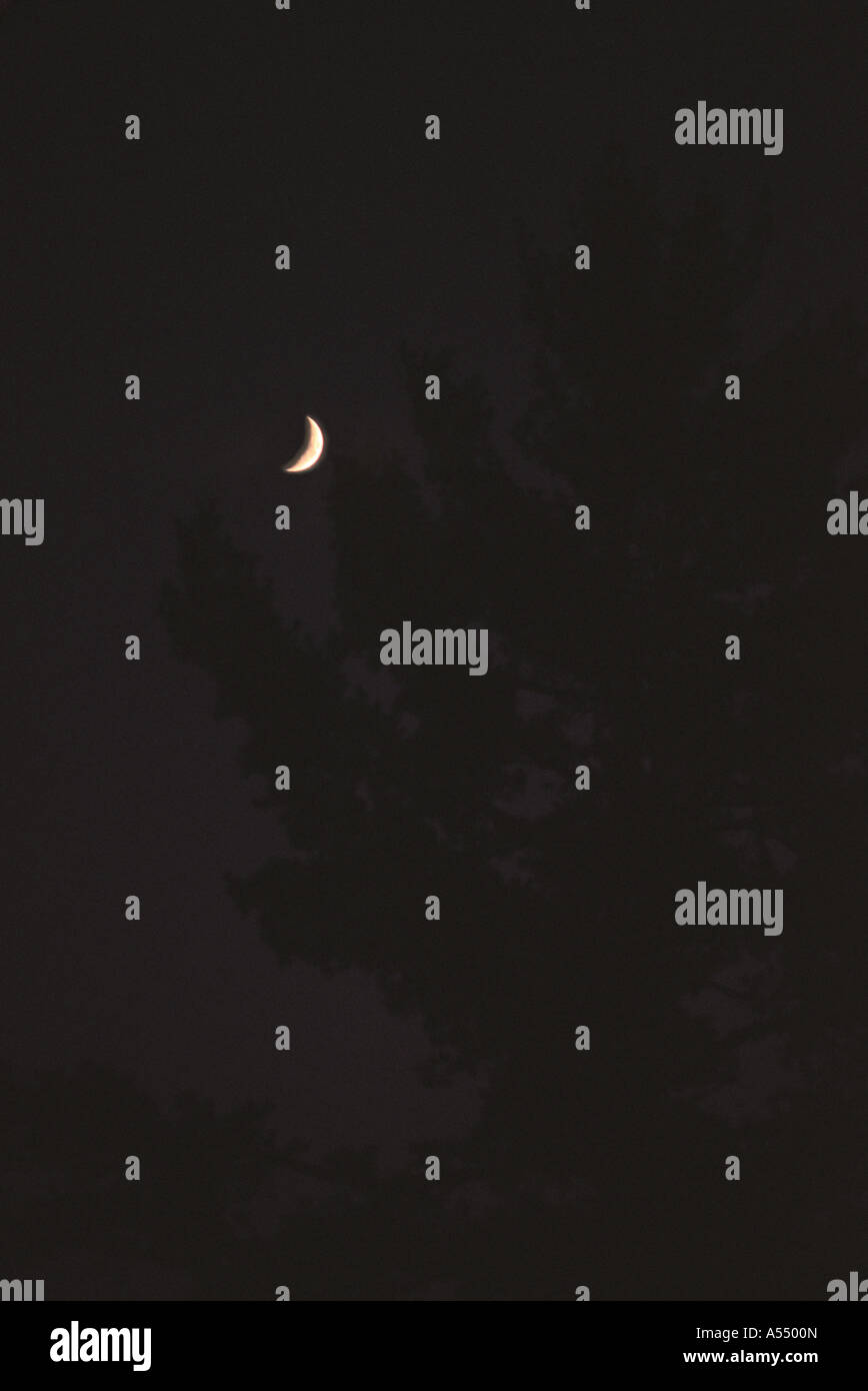 Crescent Moon through trees West Hartford CT Stock Photo - Alamy