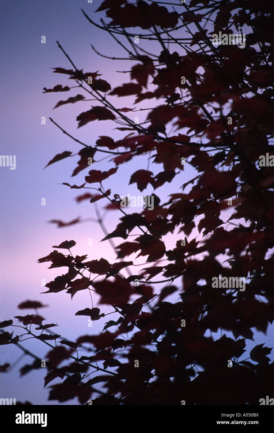 Arboles en el parque central de nueva york hi-res stock photography and ...