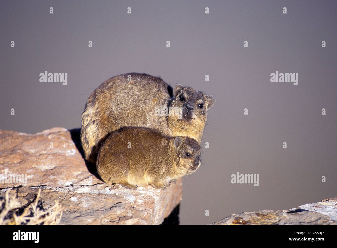 Dassies hi-res stock photography and images - Alamy