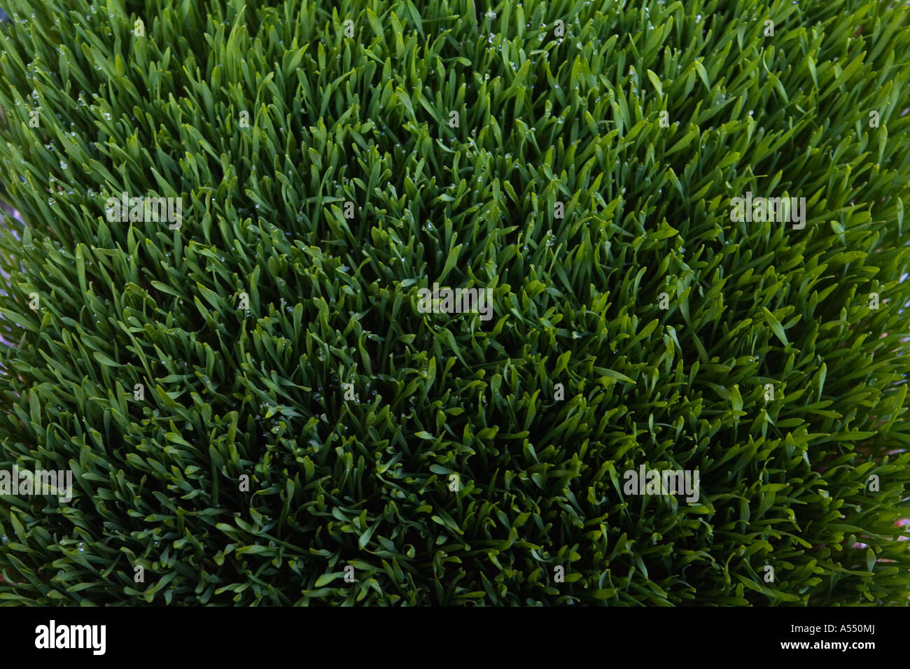 dense bed of wheat grass blades NYC Stock Photo - Alamy