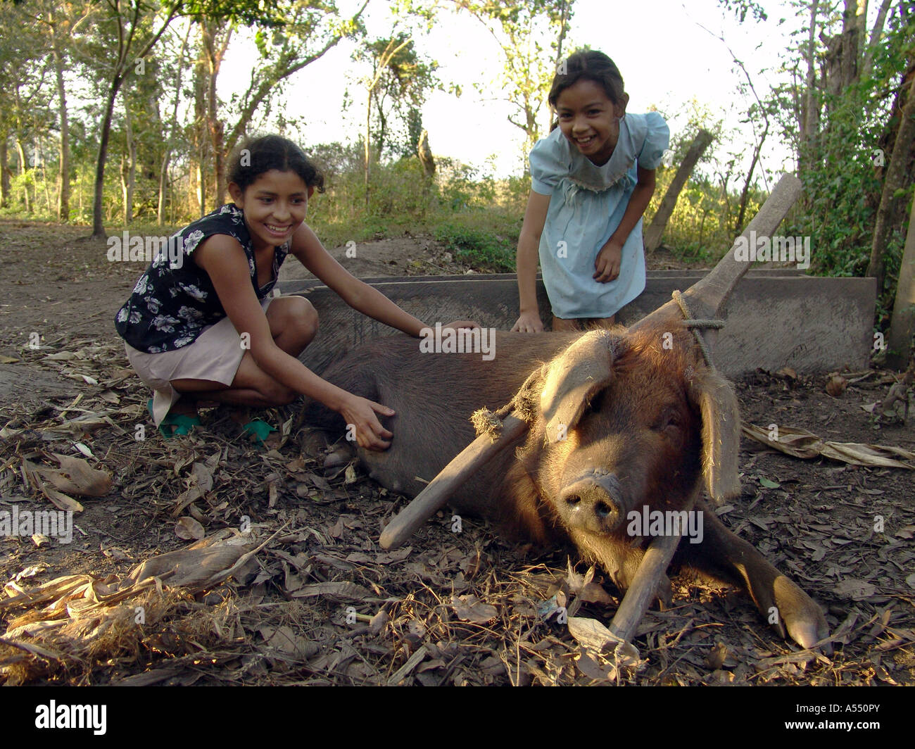 Painet ip2296 nicaragua girls pig jalapa animal wooden restrainer ...